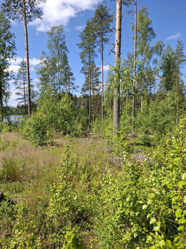 Myydään Omakotitontti - Multia, Vehkoo, Ranta-ahonpolku 81 - Etuovi.com ...