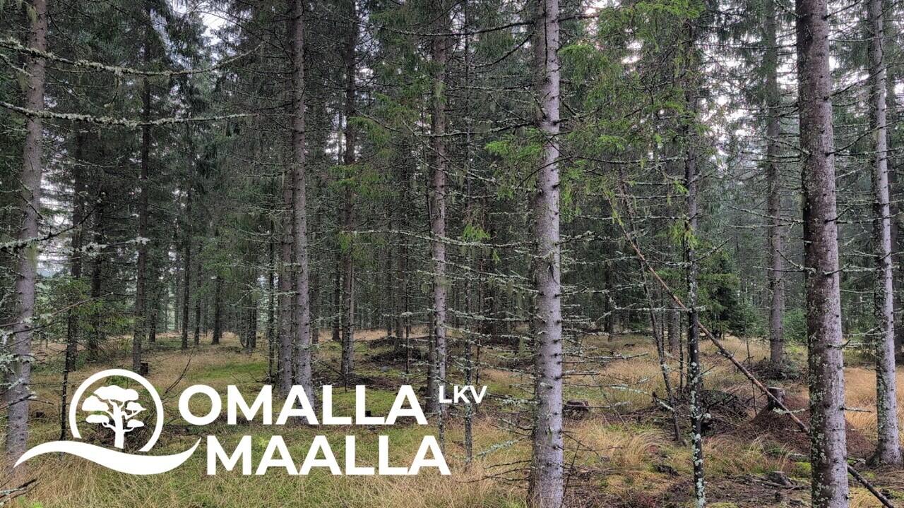 Myydään Metsätila - Polvijärvi, Hukkala, Kaavintie - Etuovi.com 37753088