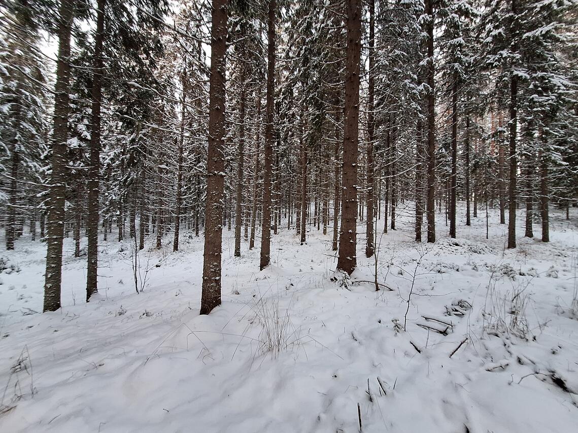 Myydään Metsätila - Parikkala, Savikummunsalo, Paljakanvuorentie 372 ...