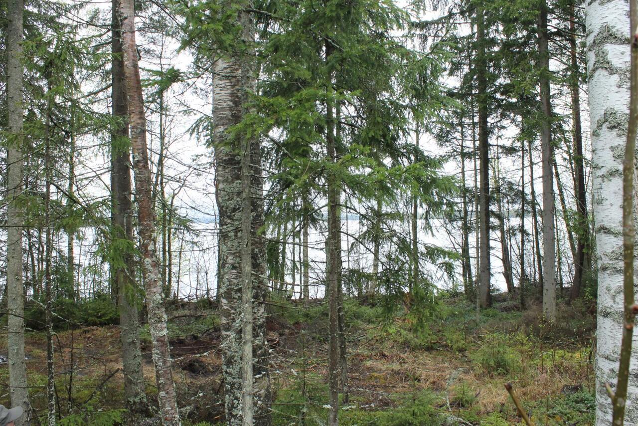 Myydään Vapaa-ajan tontti - Joroinen, Ruokoniemi, Viholantie 46G ...